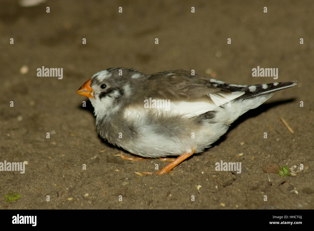 bird, animals, birds, finches, legs, bird, animals, pets, birds, eyes ...