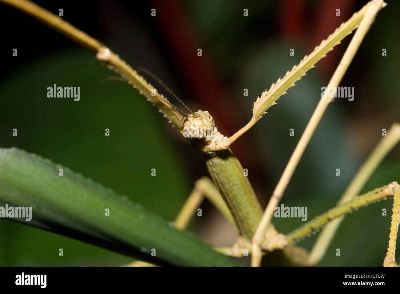stick insects portrait Stock Photo - Alamy
