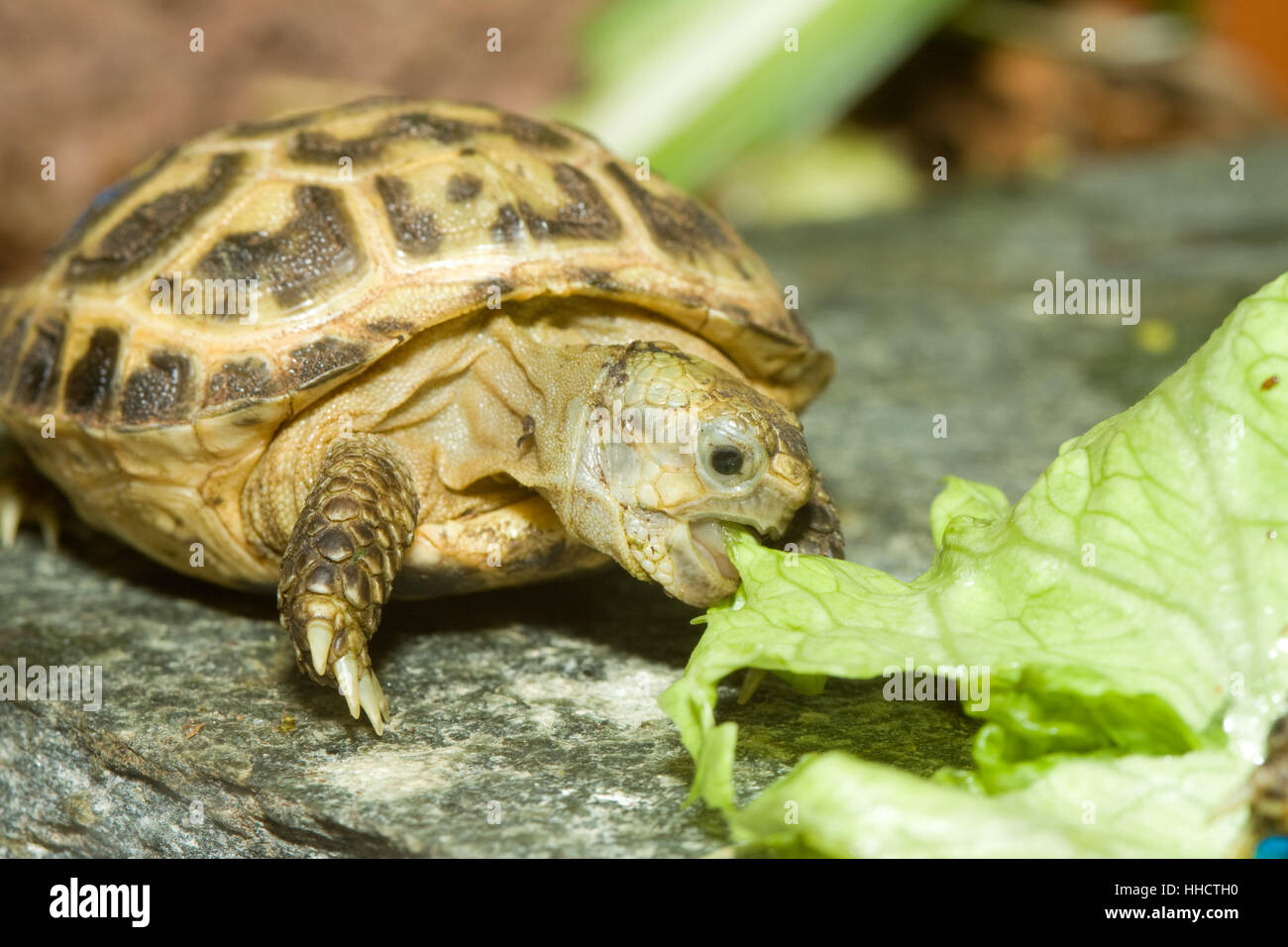 reptile, animals, animal husbandry, creep, turtle, tortoise, legs ...