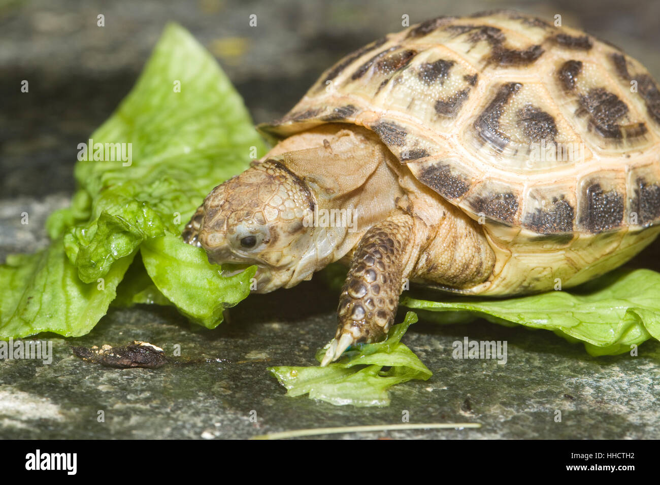 reptile, animals, animal husbandry, creep, turtle, tortoise, legs ...