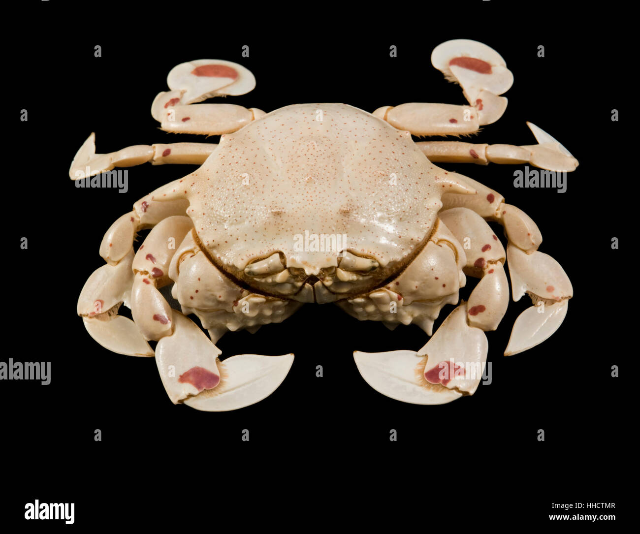 moon crab isolated on black Stock Photo - Alamy