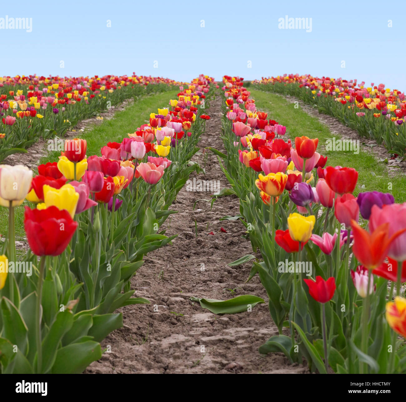 corridor, leaf, garden, flower, plant, bloom, blossom, flourish ...