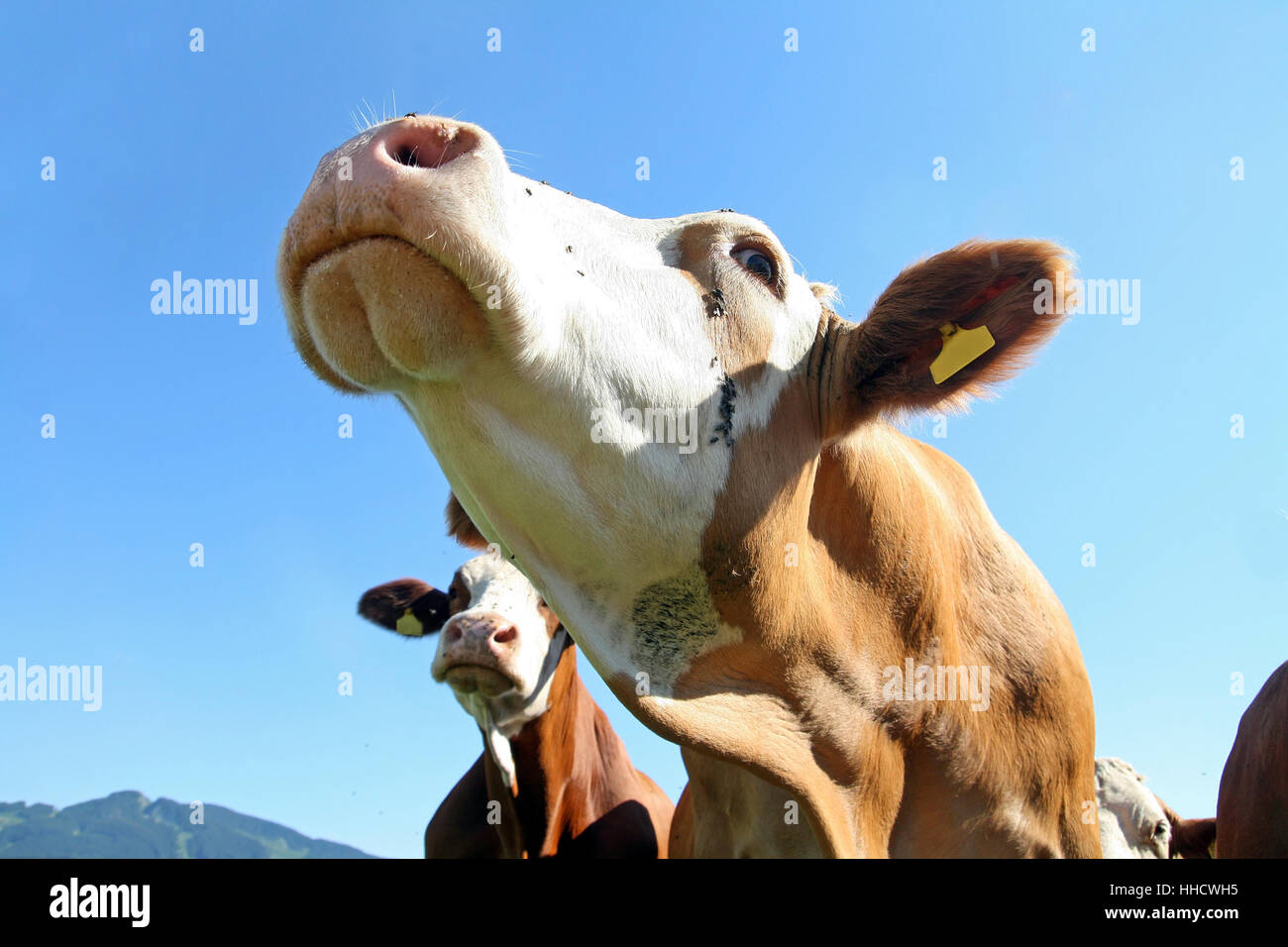 curious, nosey, nosy, cow, bovine, milker, arisen, fly, flies, flys ...