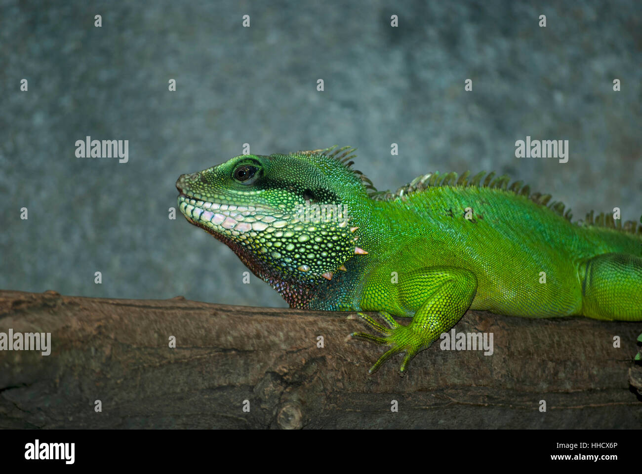 Asian reptile hi-res stock photography and images - Alamy
