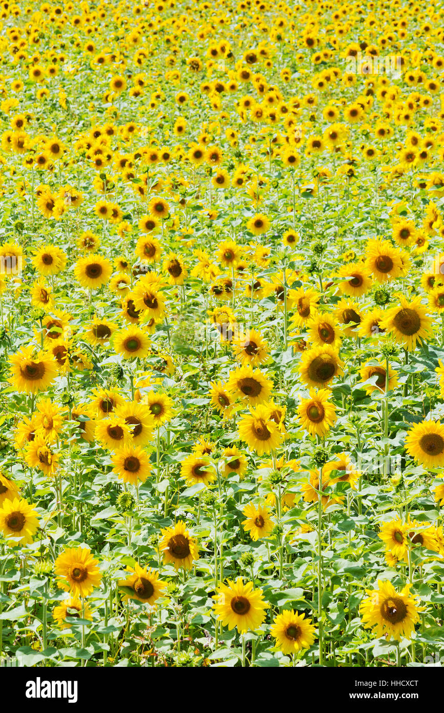 environment, enviroment, flower, plant, green, bloom, blossom, flourish ...