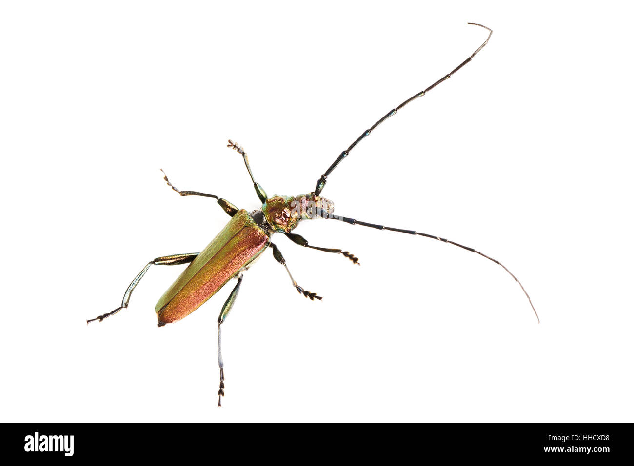 Insect with long legs Cut Out Stock Images & Pictures - Alamy