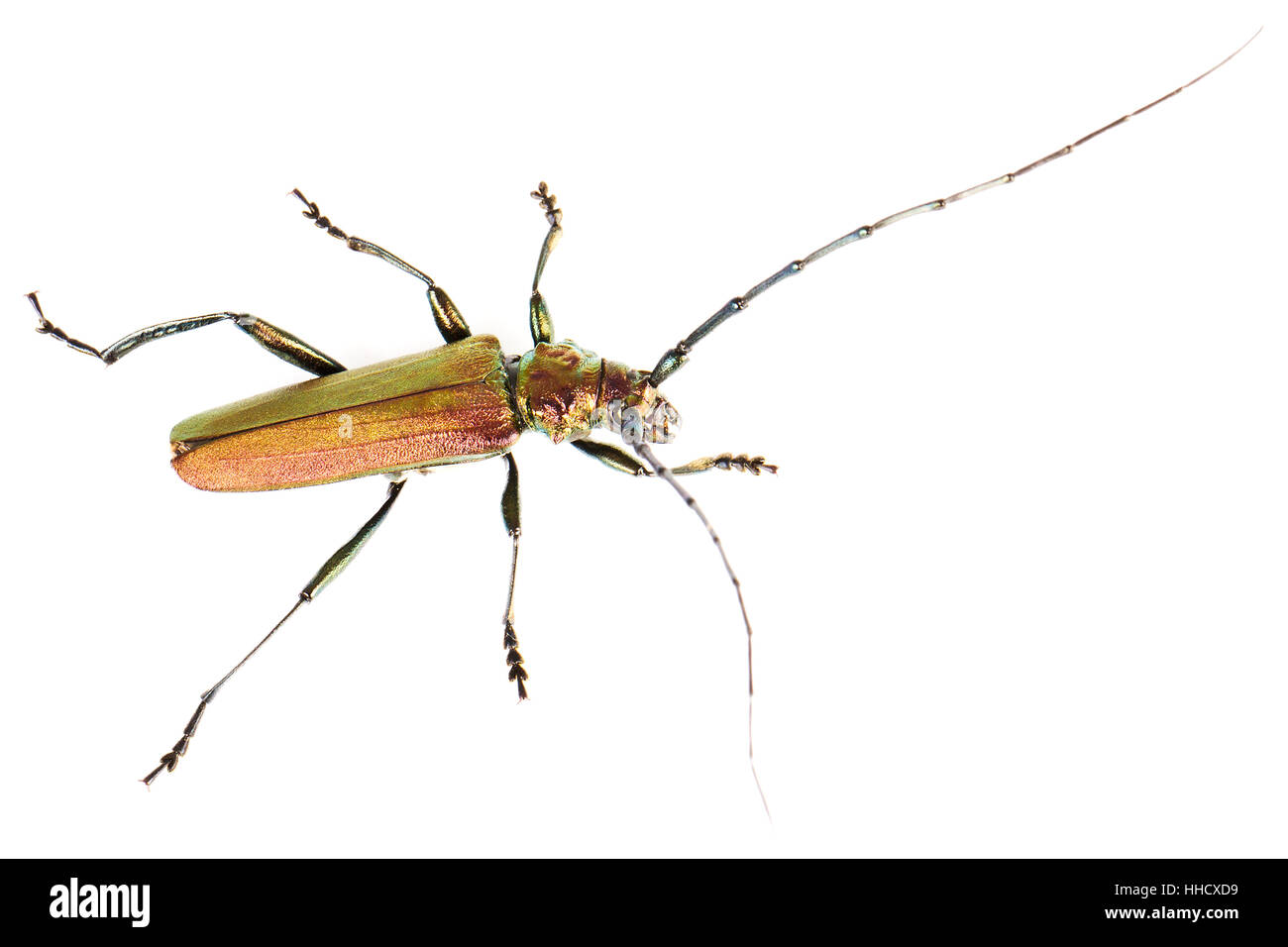 Insect with long legs Cut Out Stock Images & Pictures - Alamy
