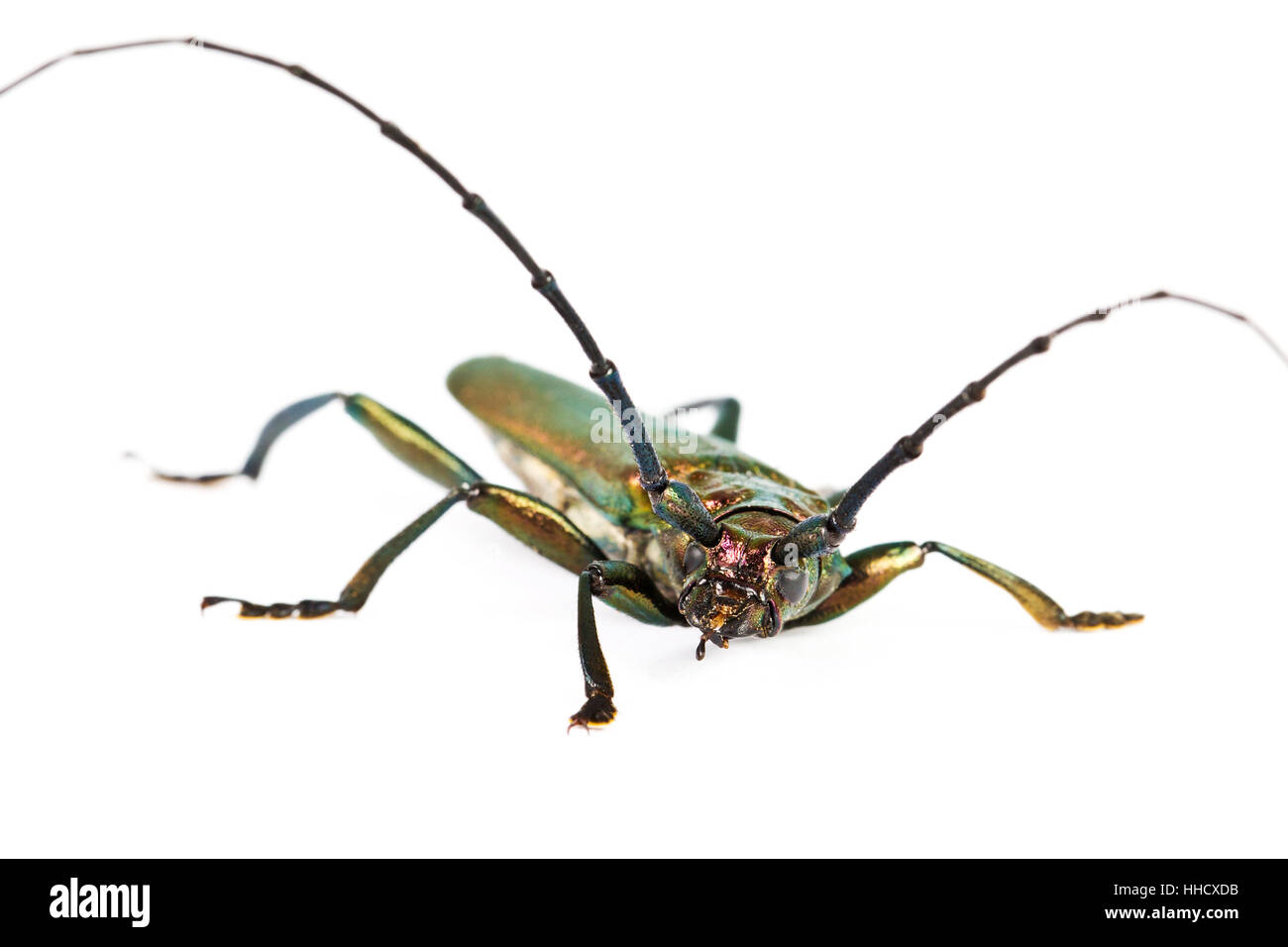 legs, macro, close-up, macro admission, close up view, detail, animal ...