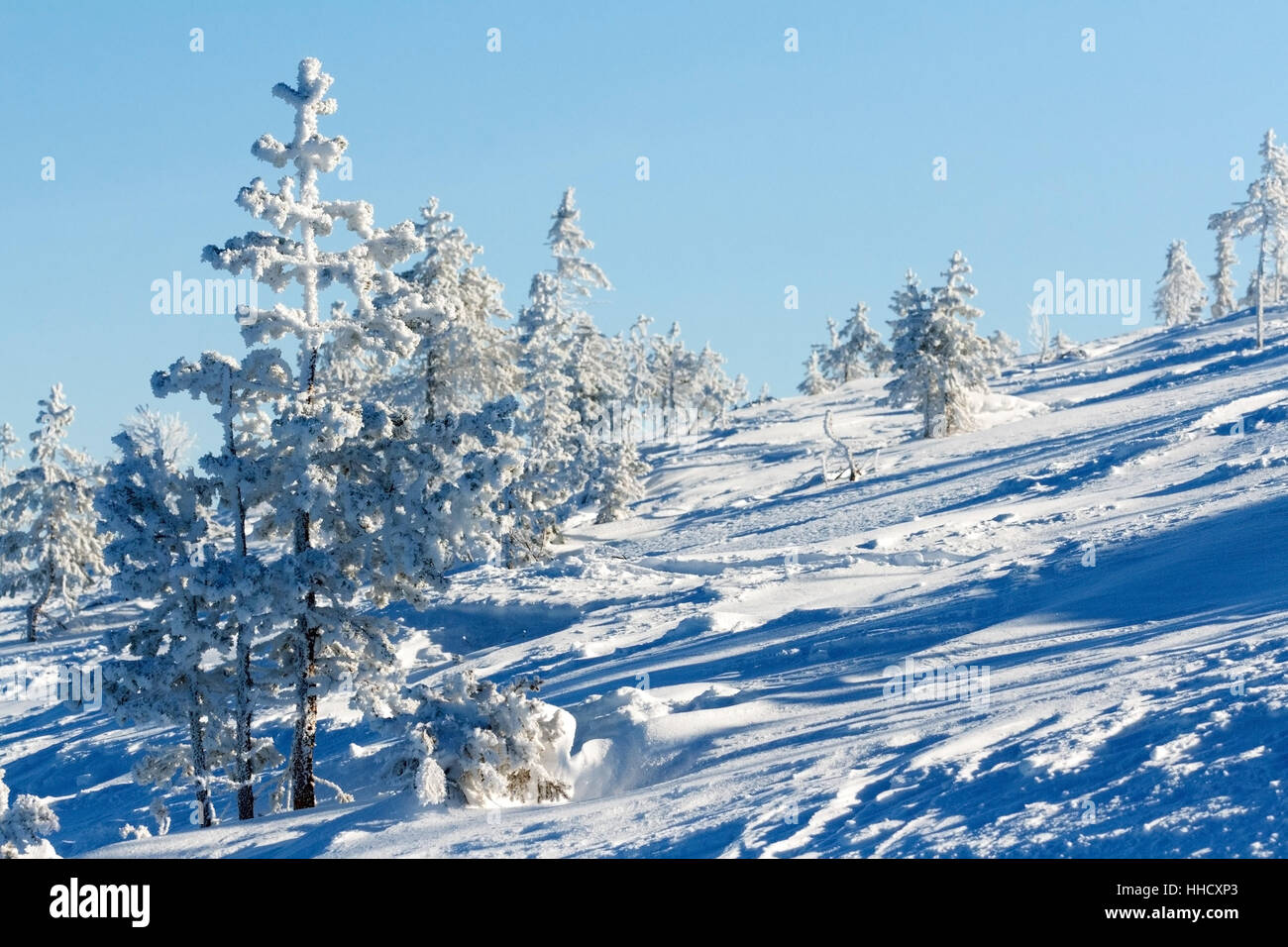blue, beautiful, beauteously, nice, travel, colour, tree, holiday ...