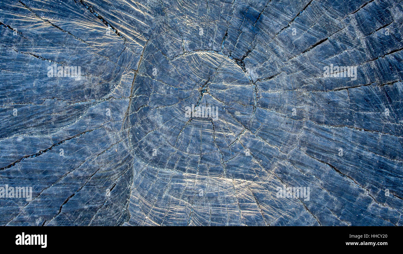 Cross section tree background Stock Photo - Alamy