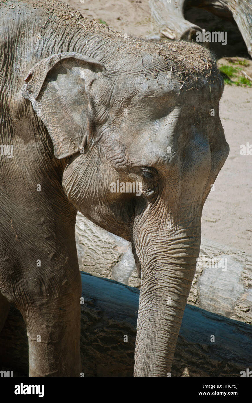 big, large, enormous, extreme, powerful, imposing, immense, relevant ...