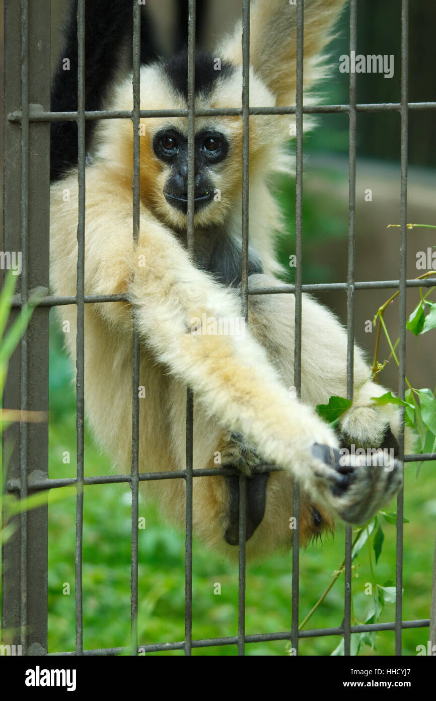 hunger, monkey, freedom, liberty, brig, jail, beg, capuchin, caged ...
