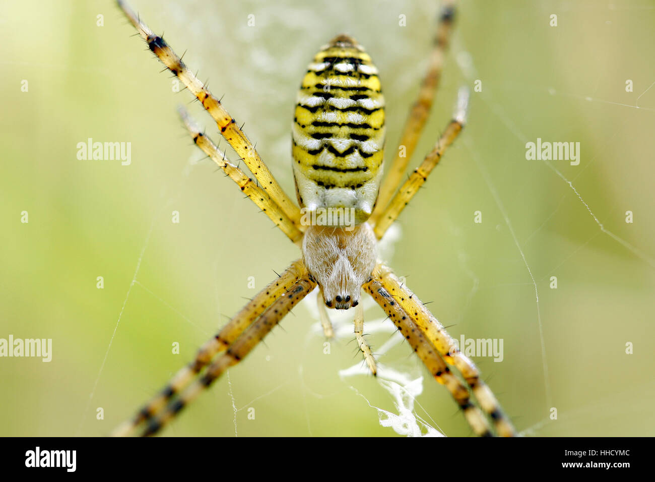spider, spin, habitat, internet, www, worldwideweb, net, web, nature ...