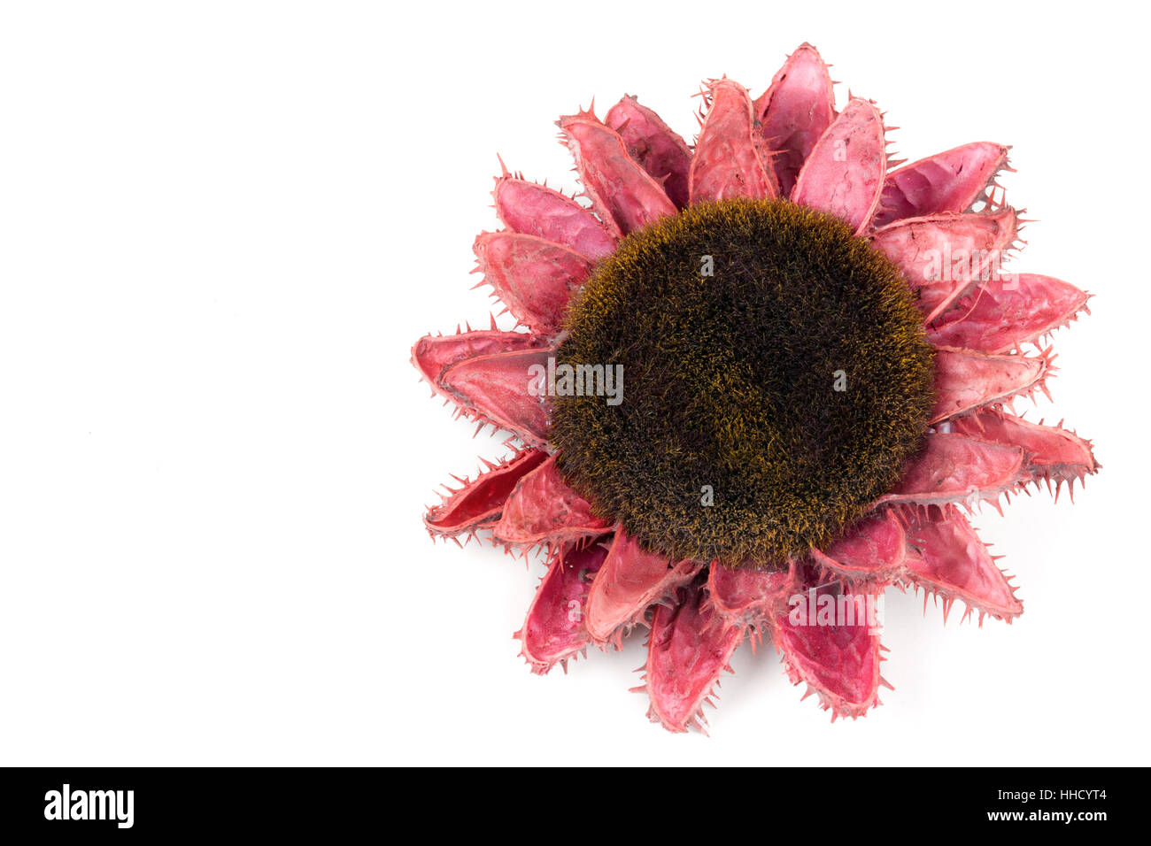 beautiful, beauteously, nice, leaf, isolated, colour, flower, plant ...