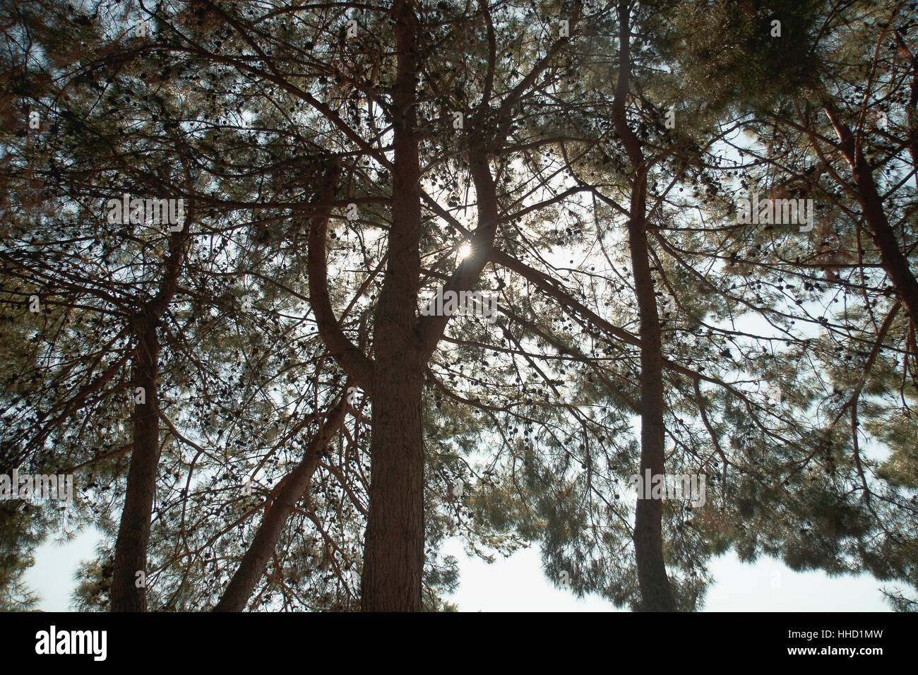 beautiful, beauteously, nice, environment, enviroment, tree, trees ...