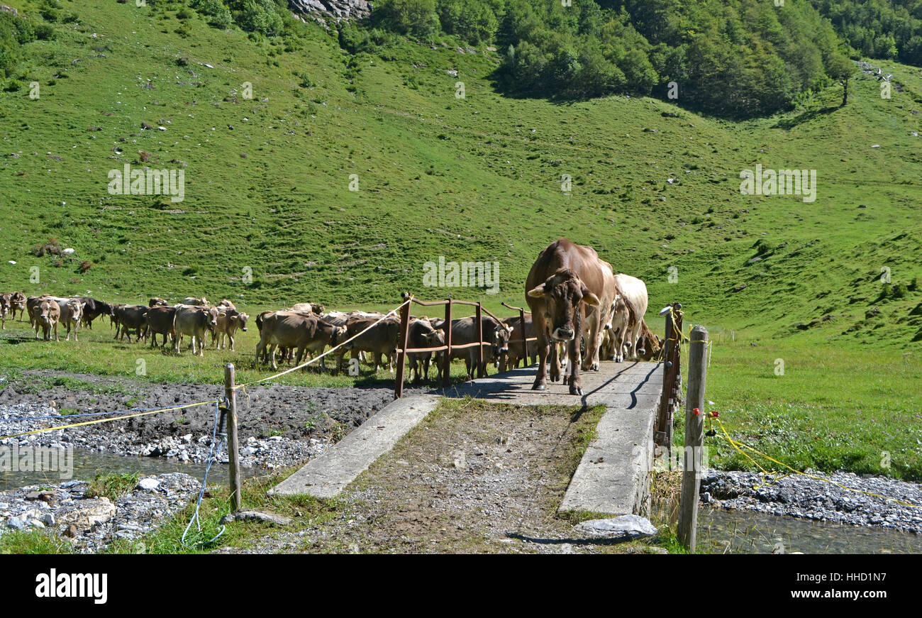 bridge, alps, alp, cows, cattle, mountains, bridge, animals, alps, alp ...