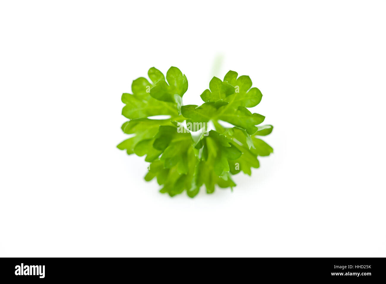 Chervil sprig against a white background Stock Photo - Alamy