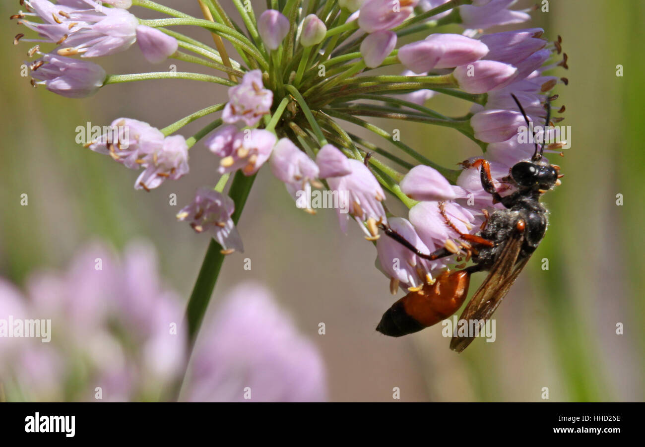 insect, grabwespe sphex rufocinctus, sphex, rufocinctus ...