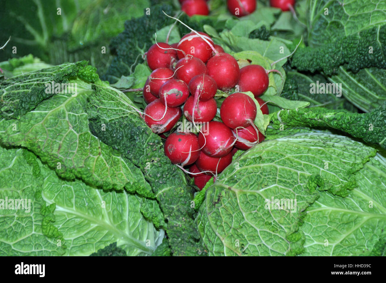 radishes and cabbage Stock Photo - Alamy