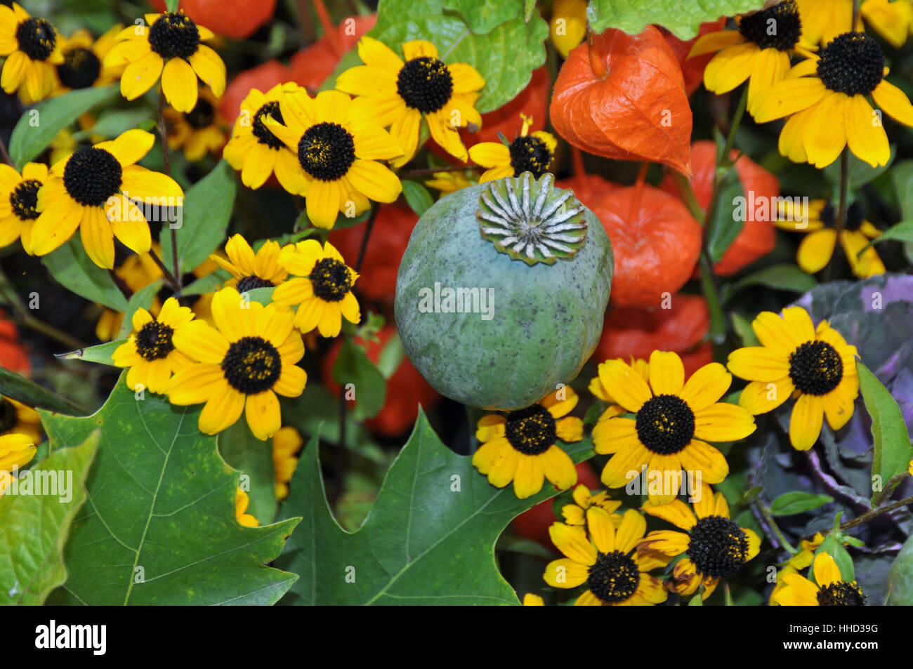 flower, flowers, plant, poppy, bouquet, floral arrangement, coloured ...