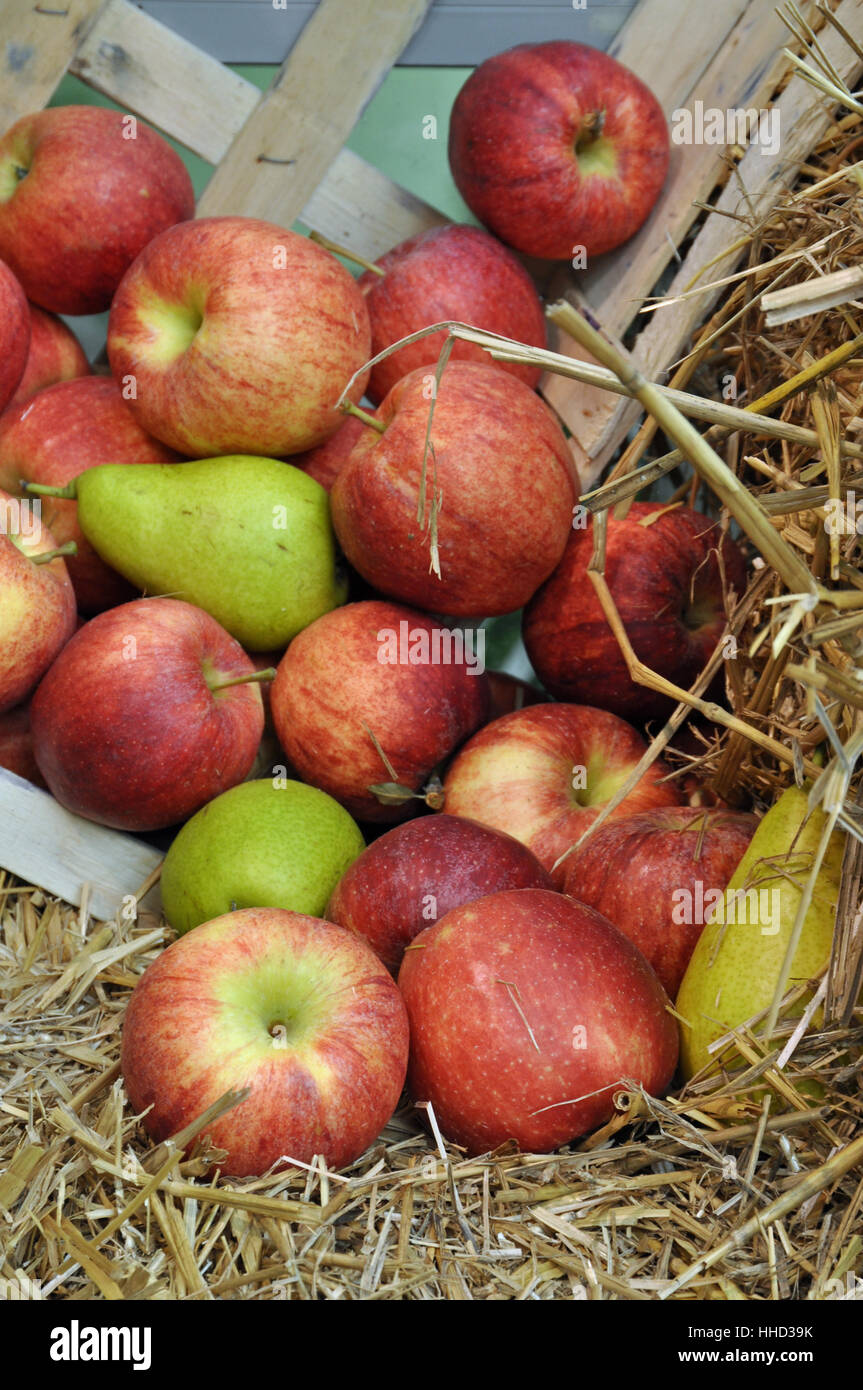 progenies, fruits, fruit, apples, apple, reap, harvest, food, aliment ...