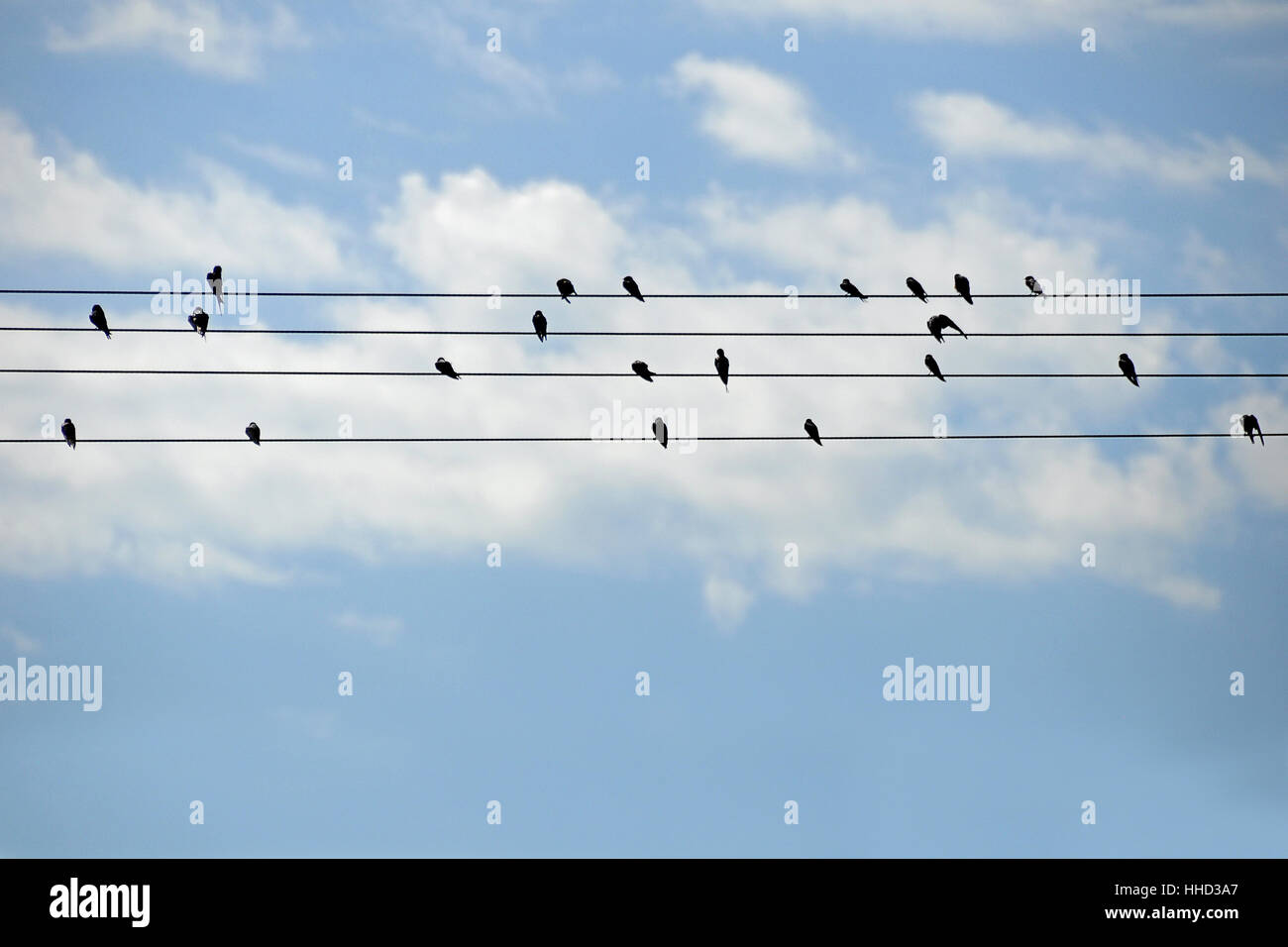 bird, birds, conductions, starling, starlings, cable, current ...