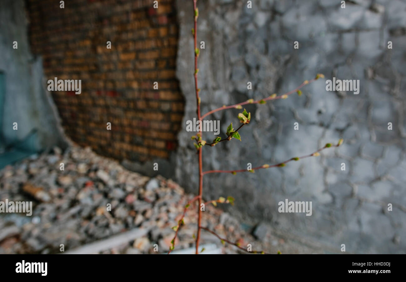 New young tree background destroyed house at Chernobyl disaster ...