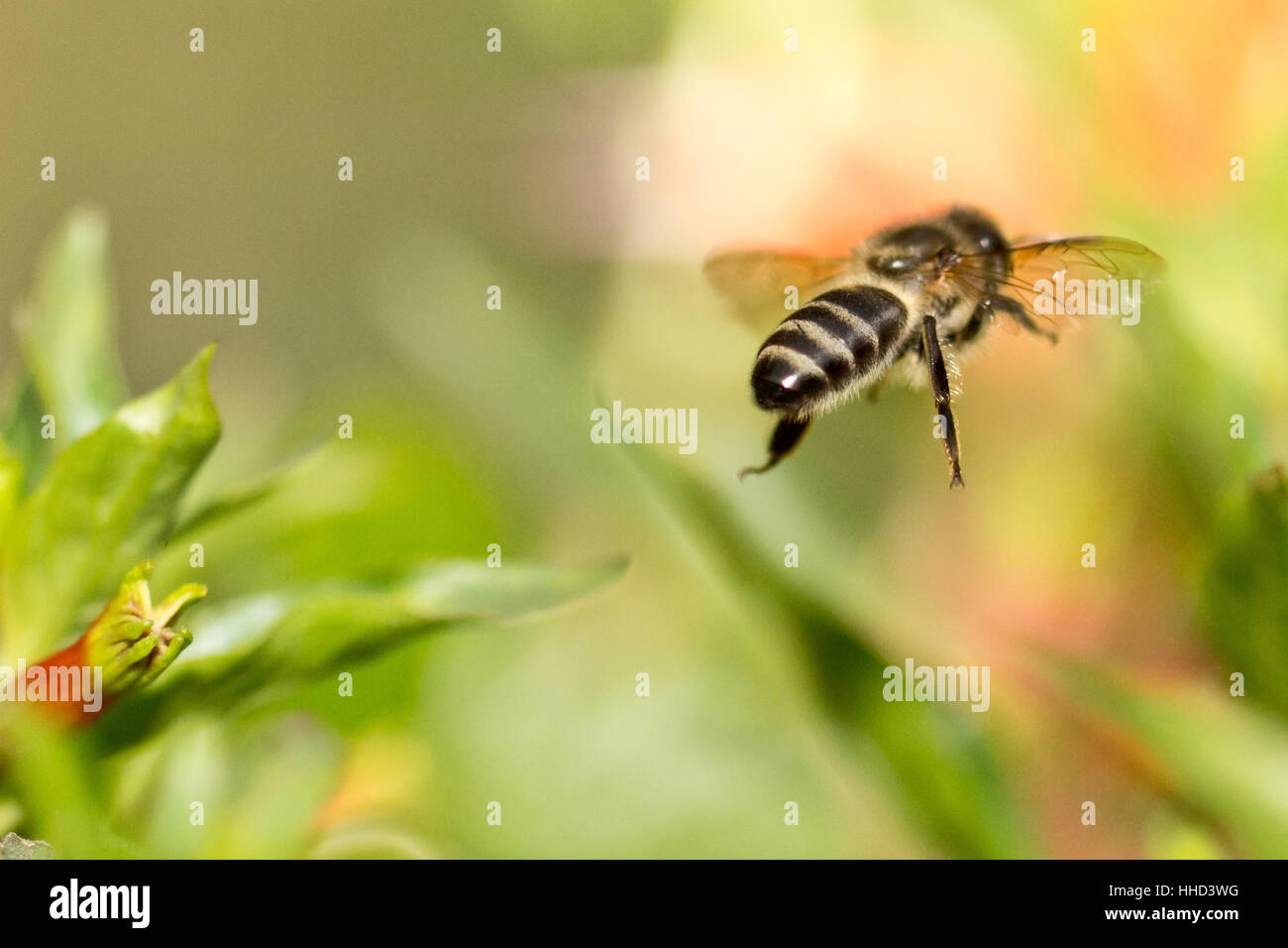 A bee flying in the air Stock Photo - Alamy