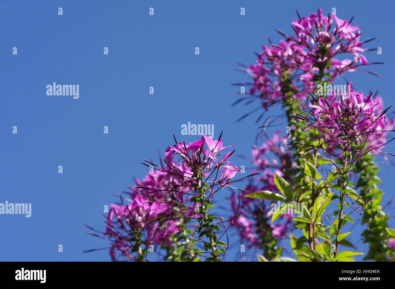 plant, blossoms, purple, bleed, plant, blossoms, purple, bleed ...