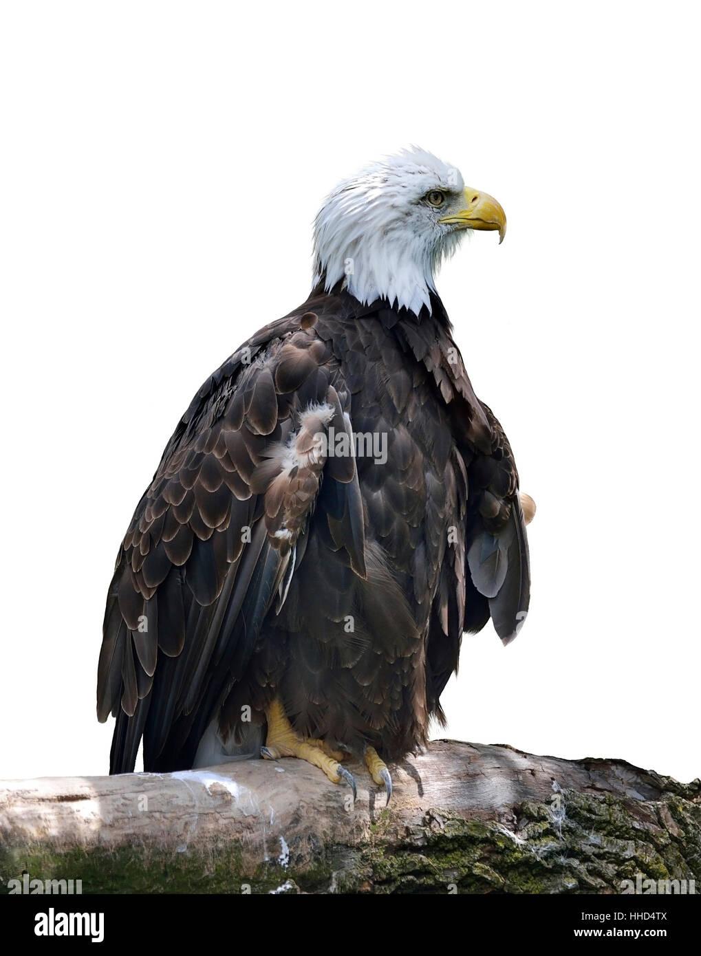 isolated, wild, branch, eagle, nature, isolated, closeup, fauna, wild ...