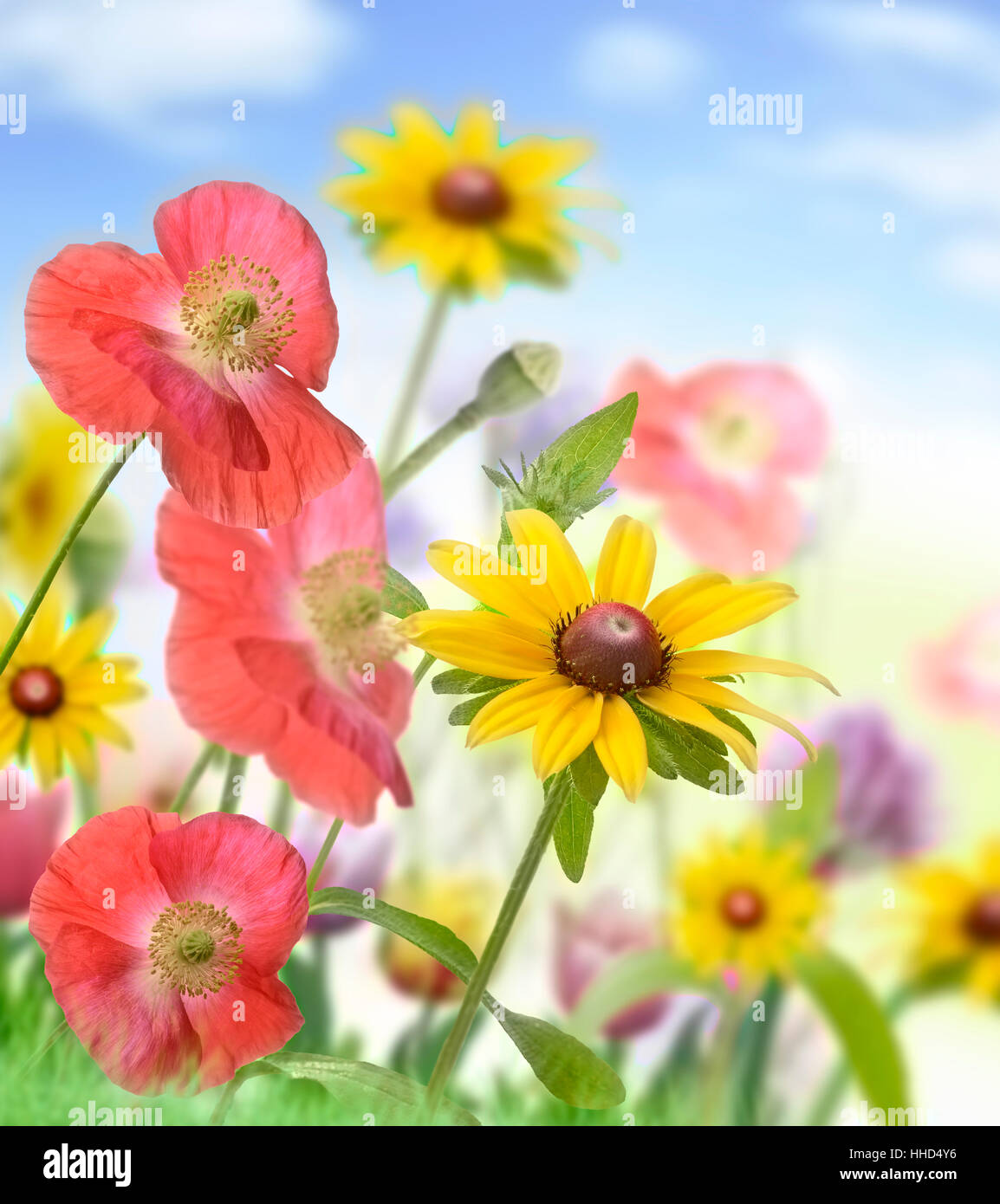 closeup, flower, plant, field, summer, summerly, petal, backdrop ...