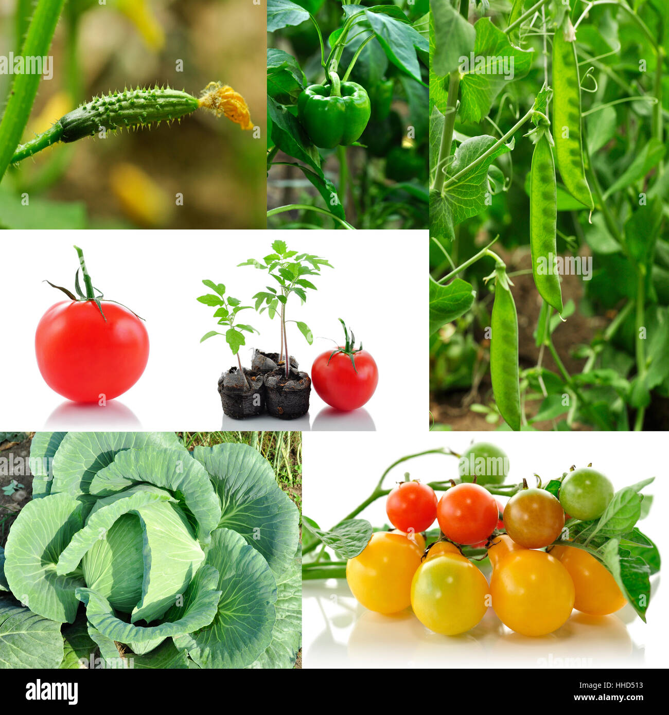 pepper, green, spring, bouncing, bounces, hop, skipping, frisks ...