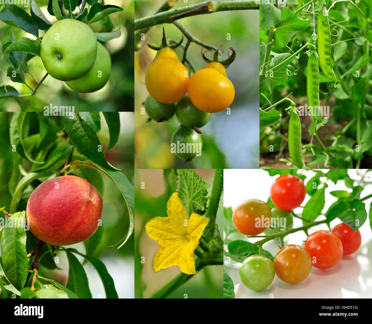 garden, green, spring, bouncing, bounces, hop, skipping, frisks ...