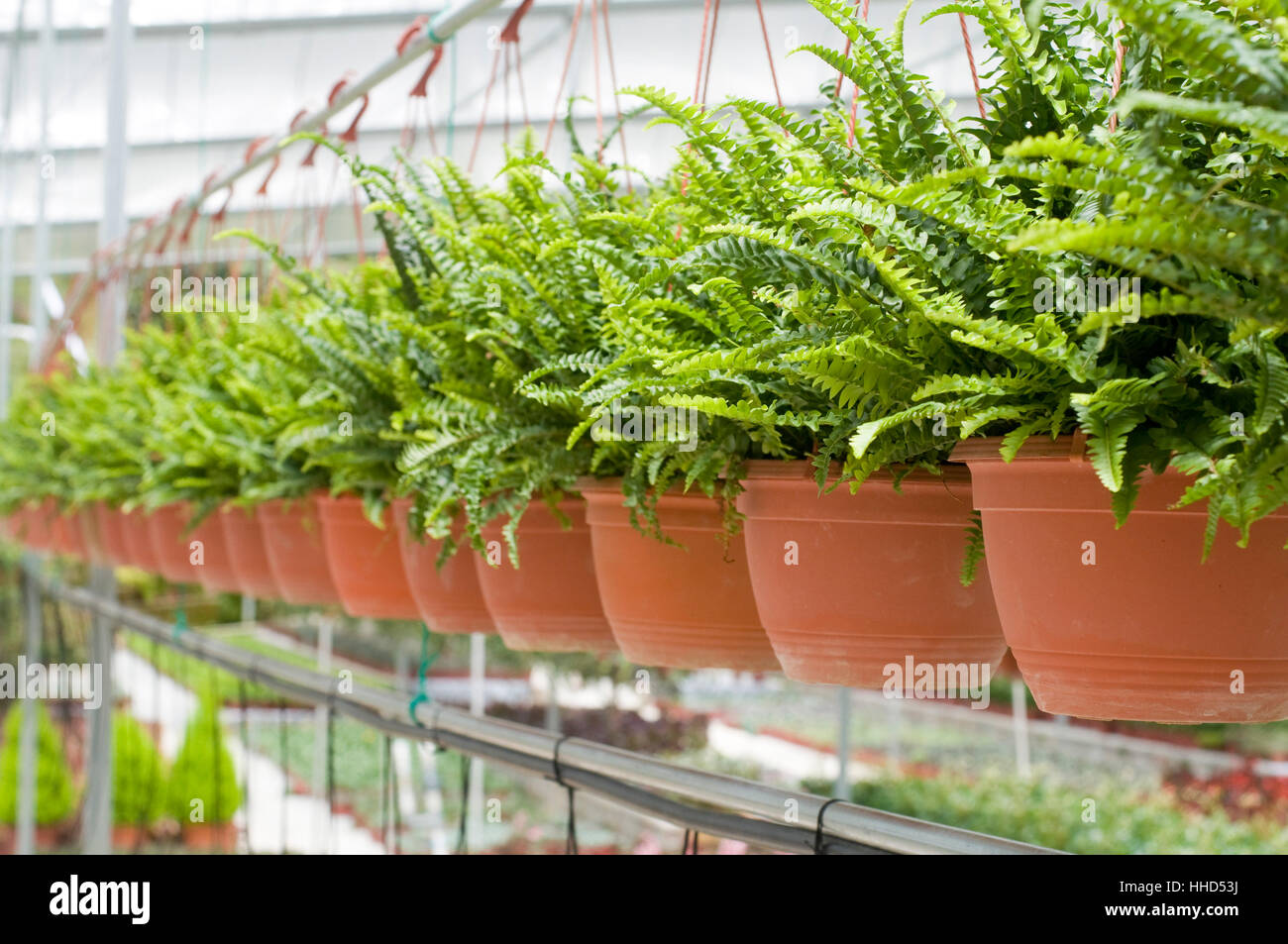 leaf, sell, garden, industry, flower, plant, ground, soil, earth, humus ...