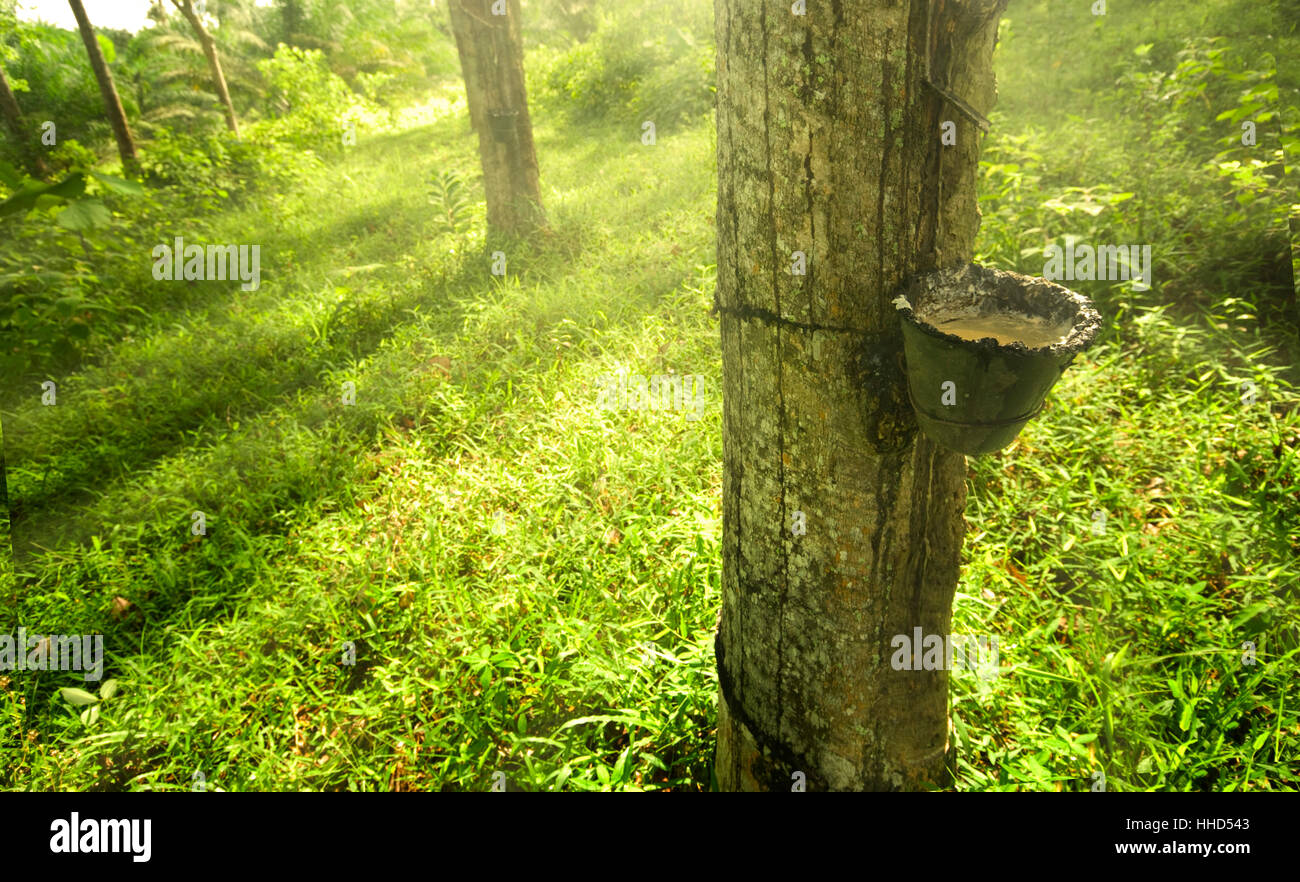 environment, enviroment, tree, industry, industrial, wood, asia, trunk ...