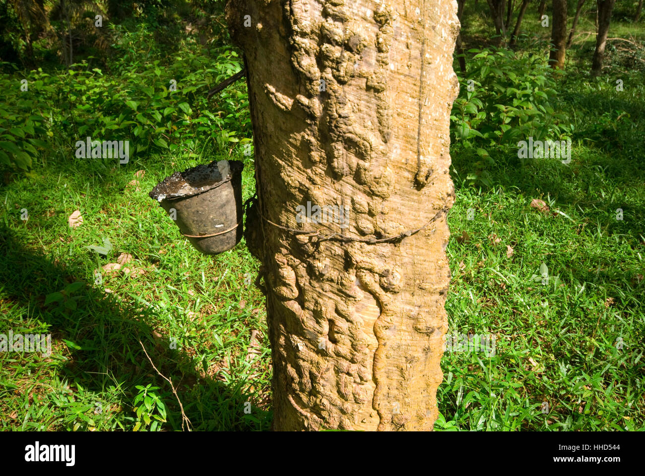 environment, enviroment, tree, trees, industry, industrial, wood, asia ...