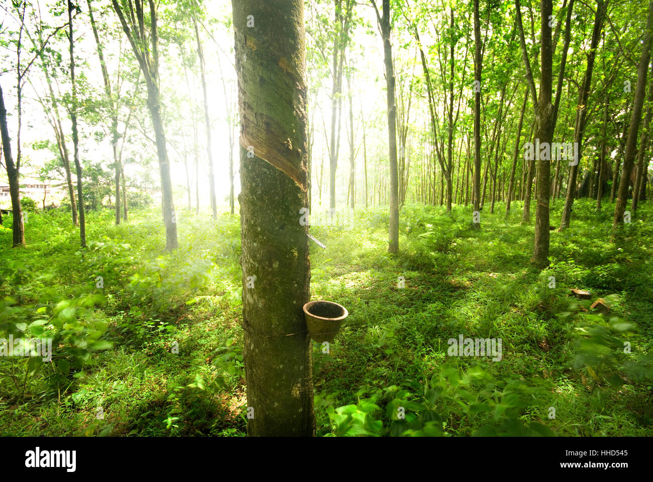 environment, enviroment, tree, trees, industry, industrial, wood, asia ...