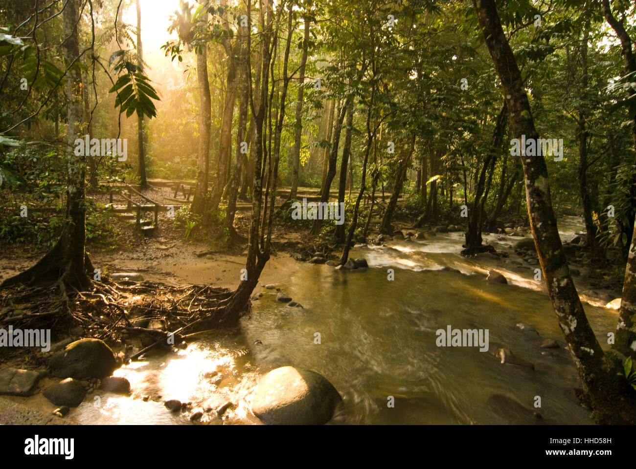 leaf, colour, tree, park, wild, trunk, beam, shine, shines, bright ...