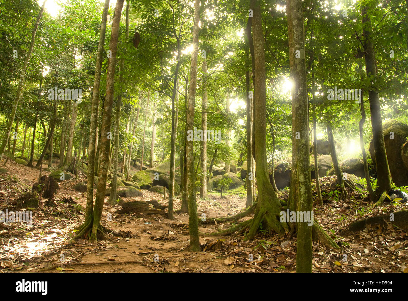 leaf, colour, tree, park, wild, trunk, beam, shine, shines, bright ...