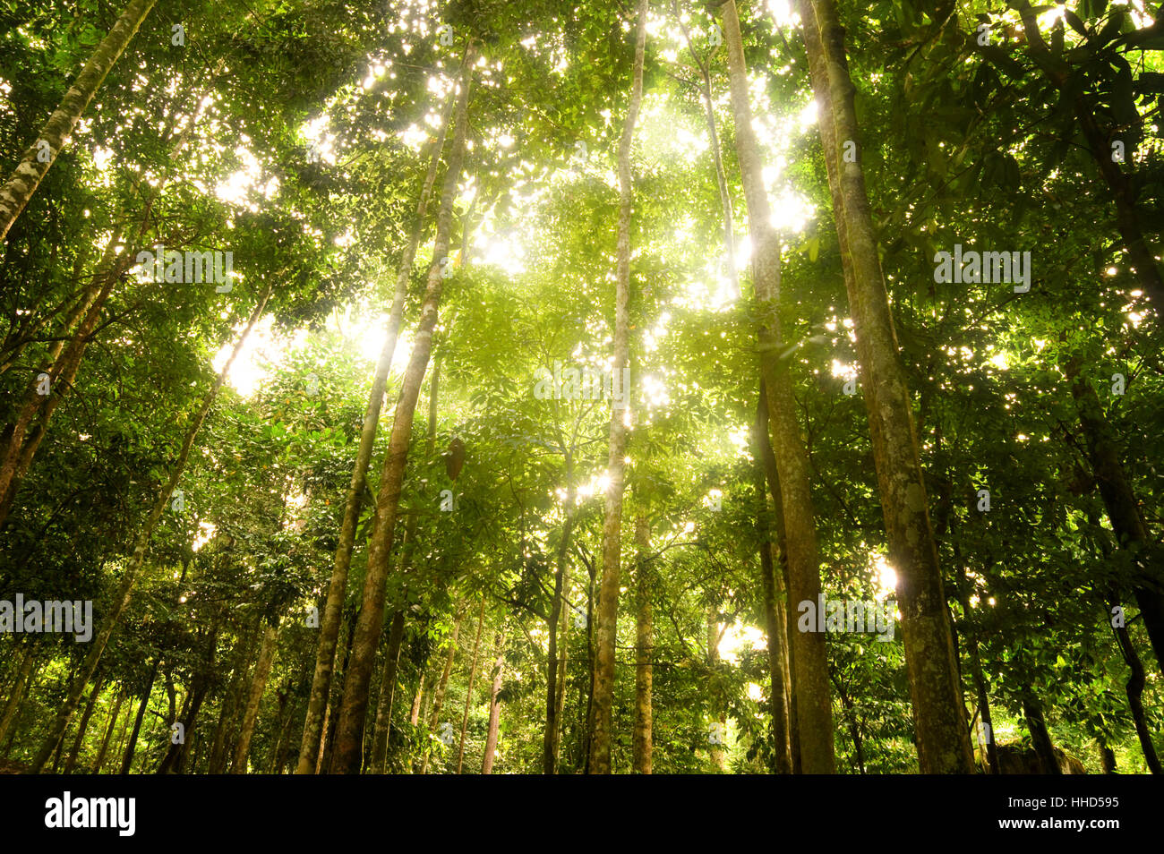 leaf, colour, tree, park, wild, trunk, beam, shine, shines, bright ...