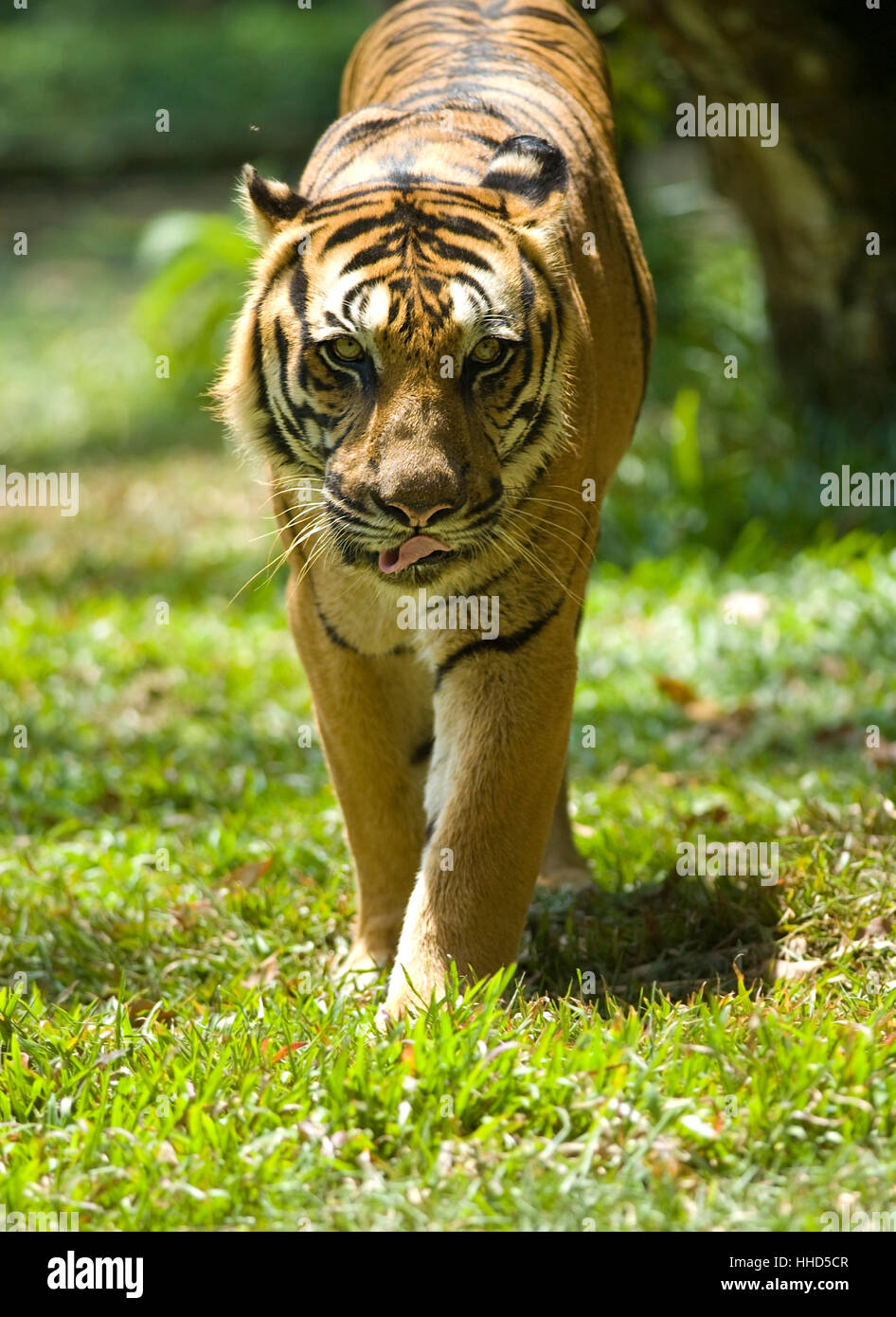 tiger with green background Stock Photo - Alamy