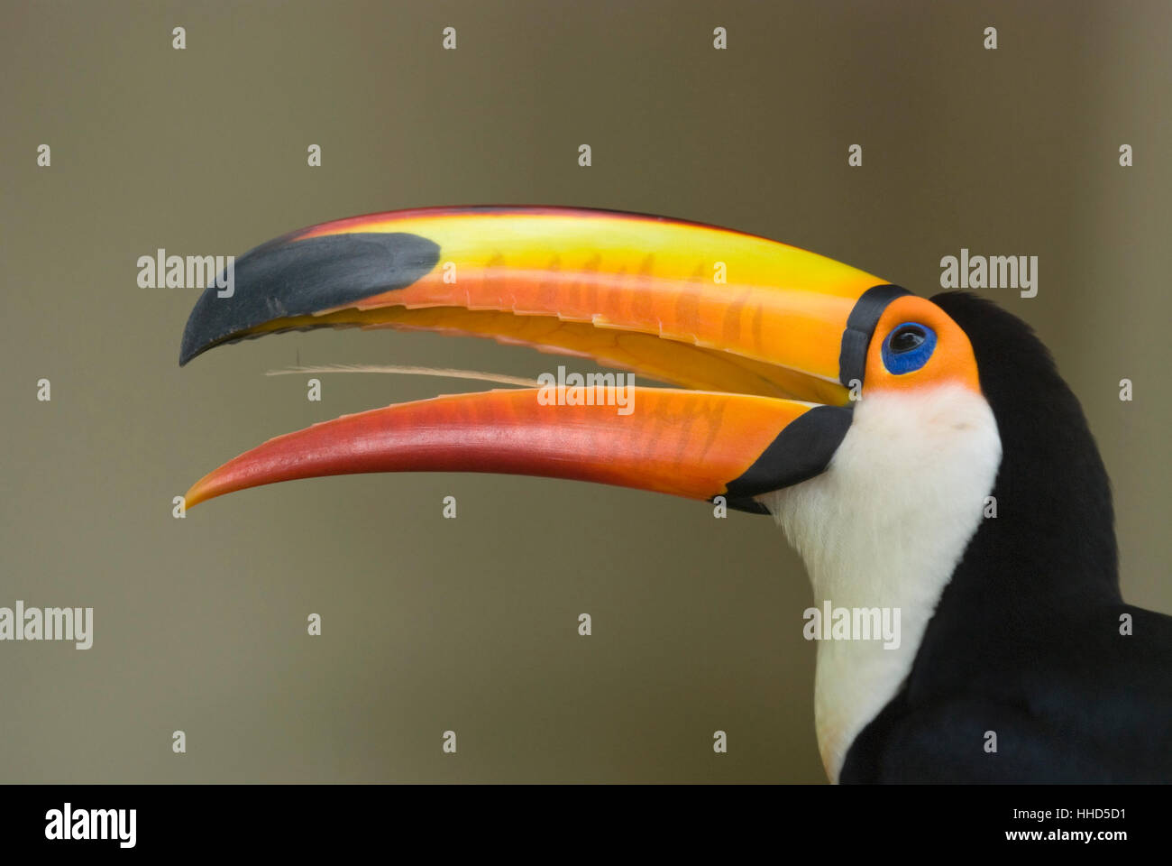 animal, bird, fauna, wild, face, wing, beak, tame, dapper, accosting ...