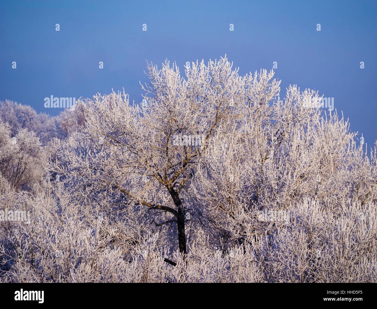 Top of trees hi-res stock photography and images - Alamy