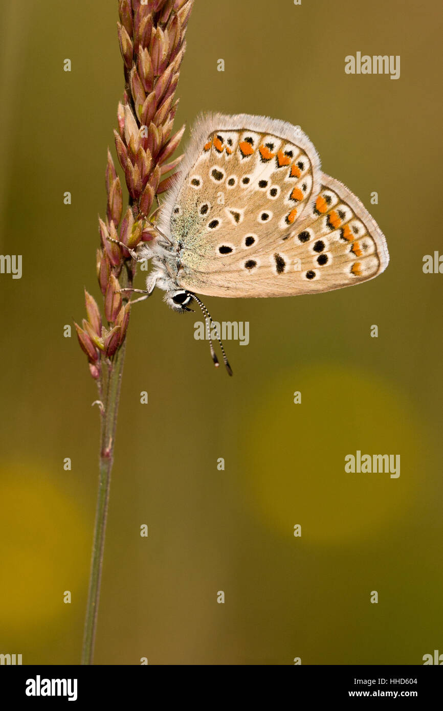 animal, fauna, butterfly, summer, summerly, moth, butterflies, wild ...