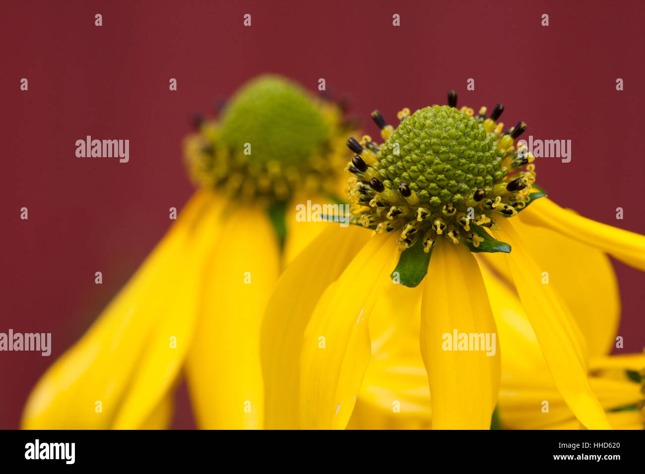 bloom, blossom, flourish, flourishing, flower, sunflower, plant, macro ...