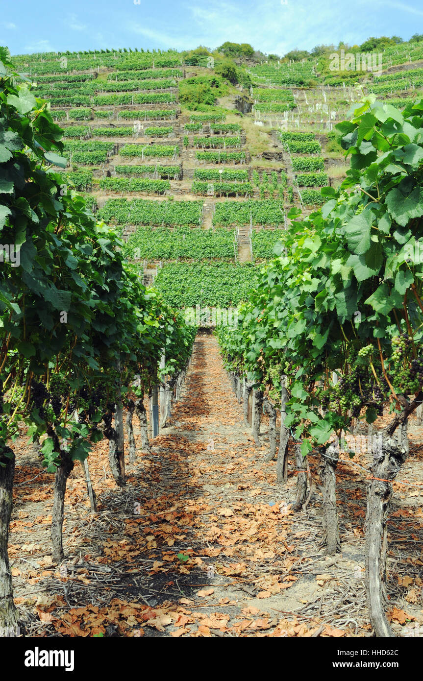 cultivation of wine, vineyard, vines, tradition, vine, grape vine ...