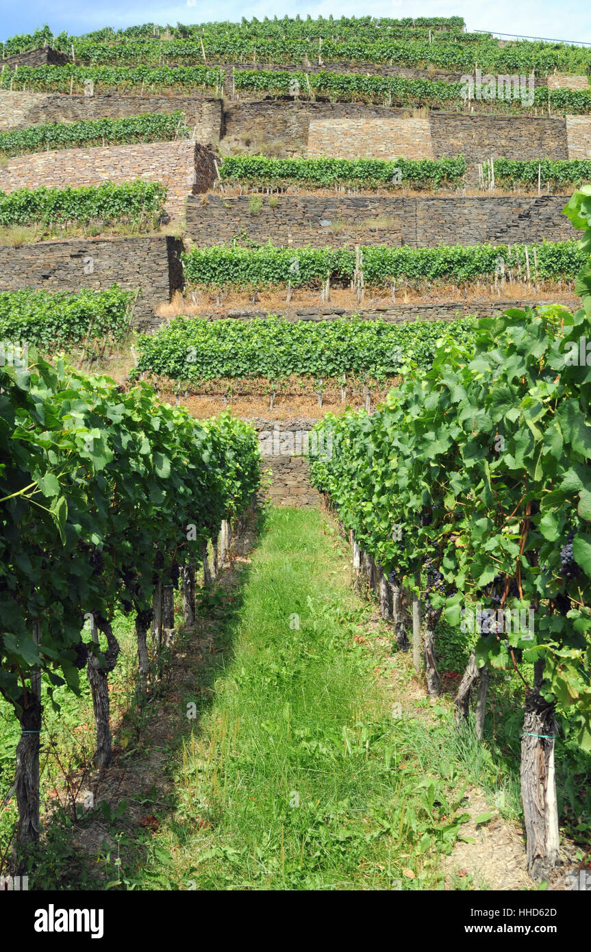 cultivation of wine, vineyard, vines, tradition, vine, grape vine ...