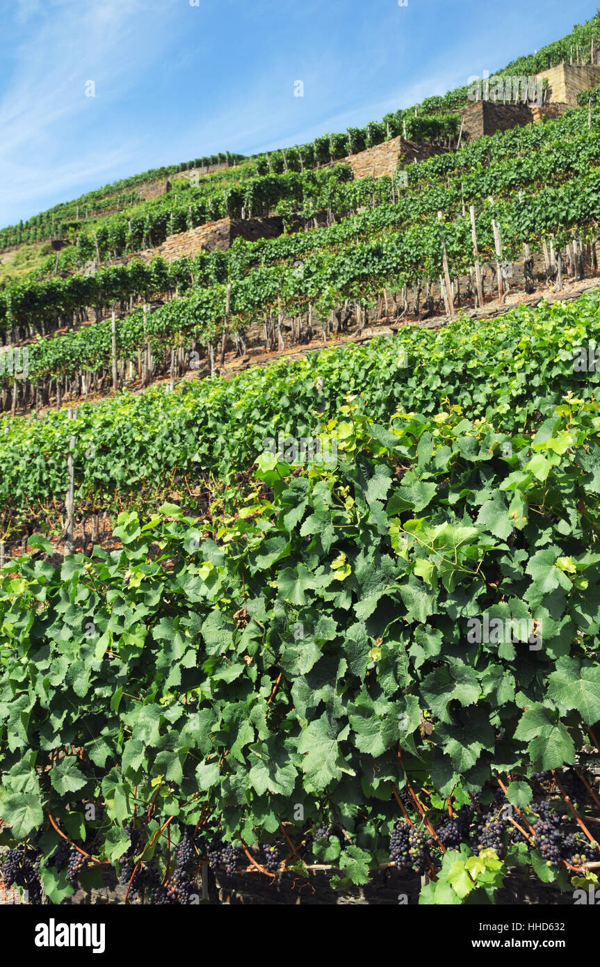 cultivation of wine, vine, grape vine, grape-vine, winery, plant ...