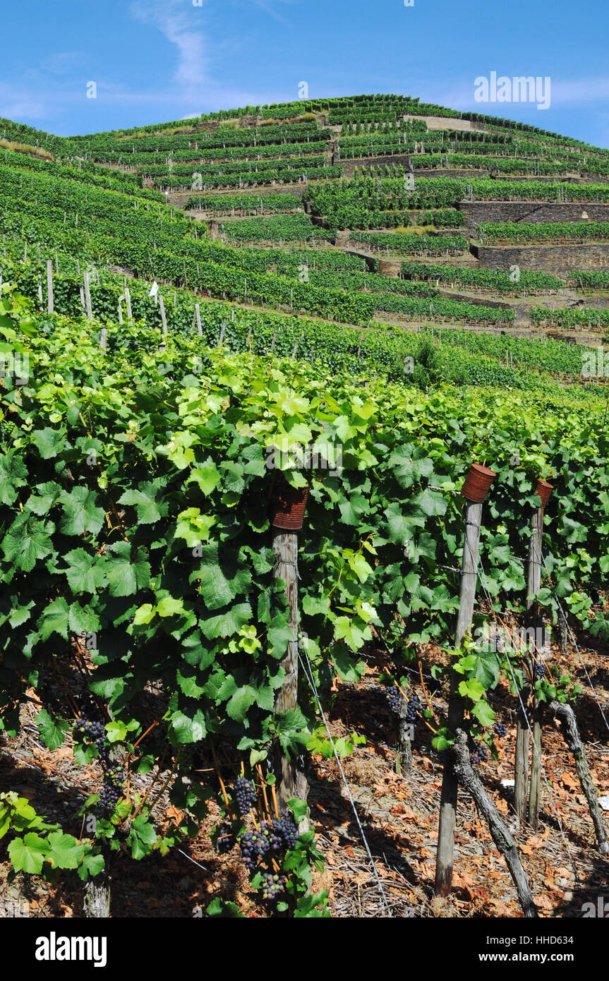 cultivation of wine, vine, grape vine, grape-vine, winery, plant ...