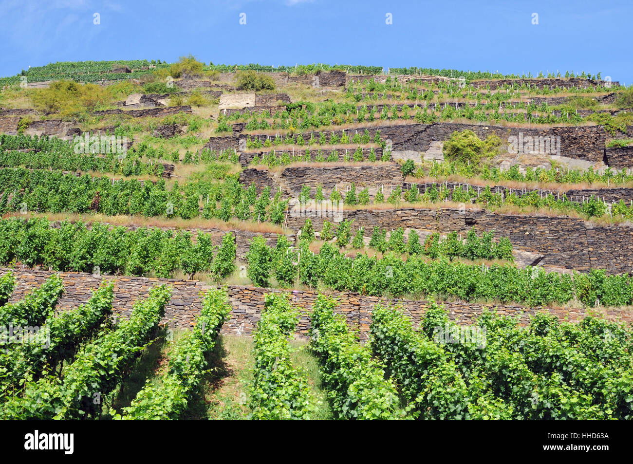 cultivation of wine, vine, grape vine, grape-vine, winery, agriculture ...